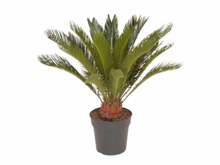 CYCAS REVOLUTA | Top Dar Fleur