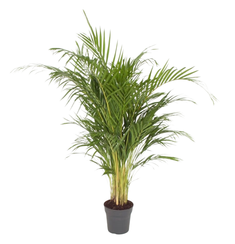 DYPSIS LUTESCENS | Top Dar Fleur
